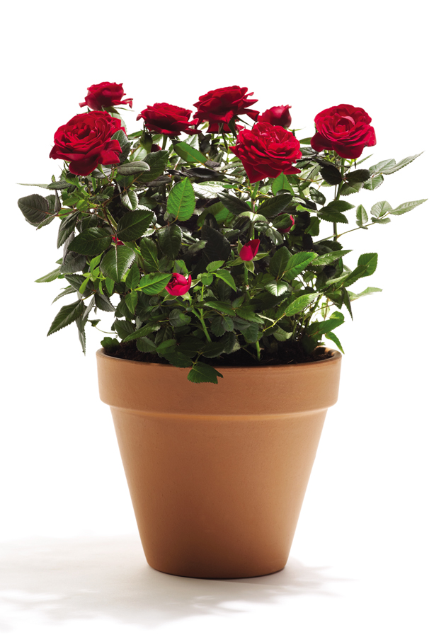 L'expression française expliquée : découvrir le pot aux roses ! - Les ...