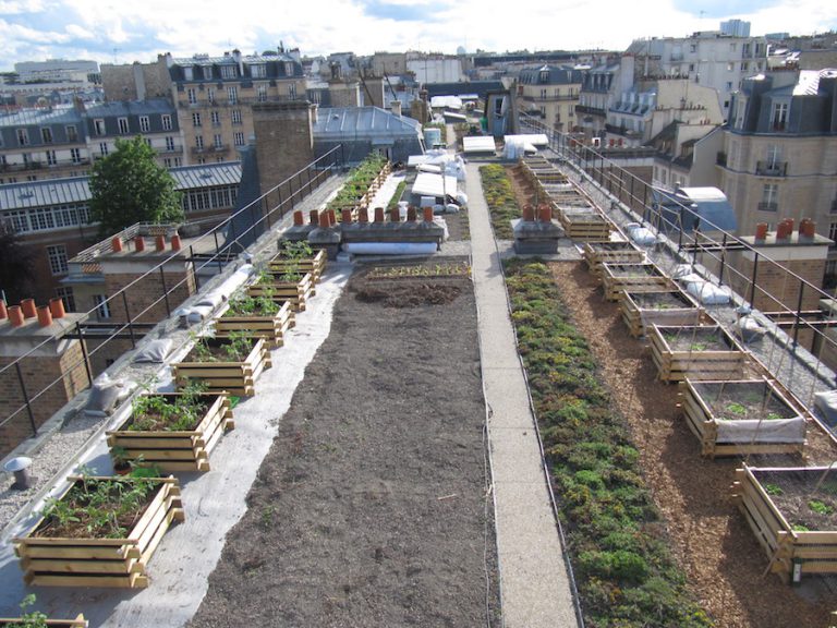 Les potagers envahissent les toits ! - Les Petits Frenchies
